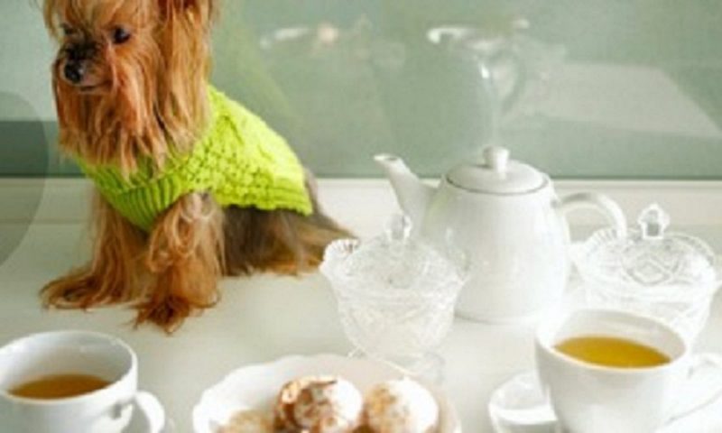 April Fool’s doggy afternoon tea gag sparks massive interest | Hotel Owner